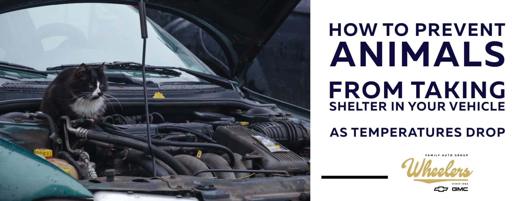 How to Prevent Animals from Taking Shelter in Your Vehicle as ...